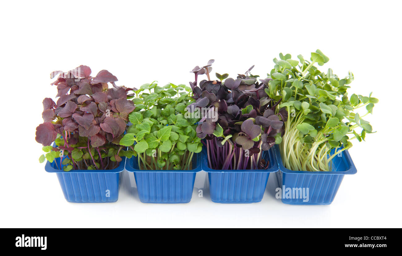 Assortment fresh garden cress isolated over white background Stock ...