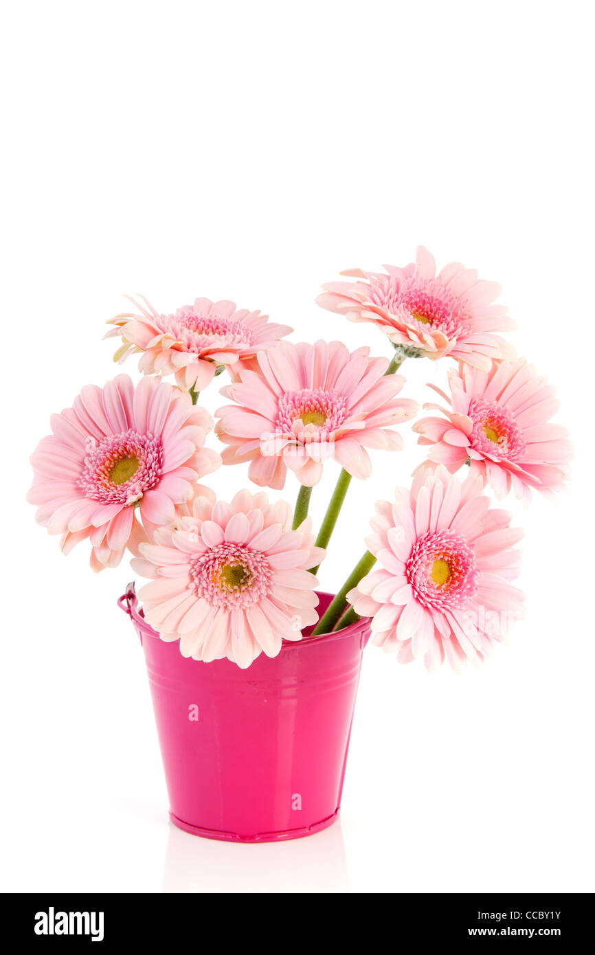 Little pink bucket with Gerber flowers isolated over white background ...