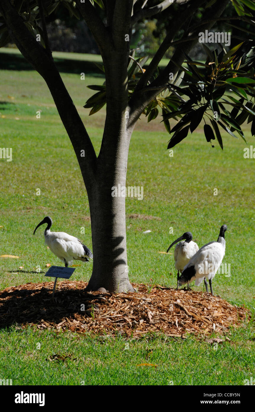 Rusty fig tree hi-res stock photography and images - Alamy