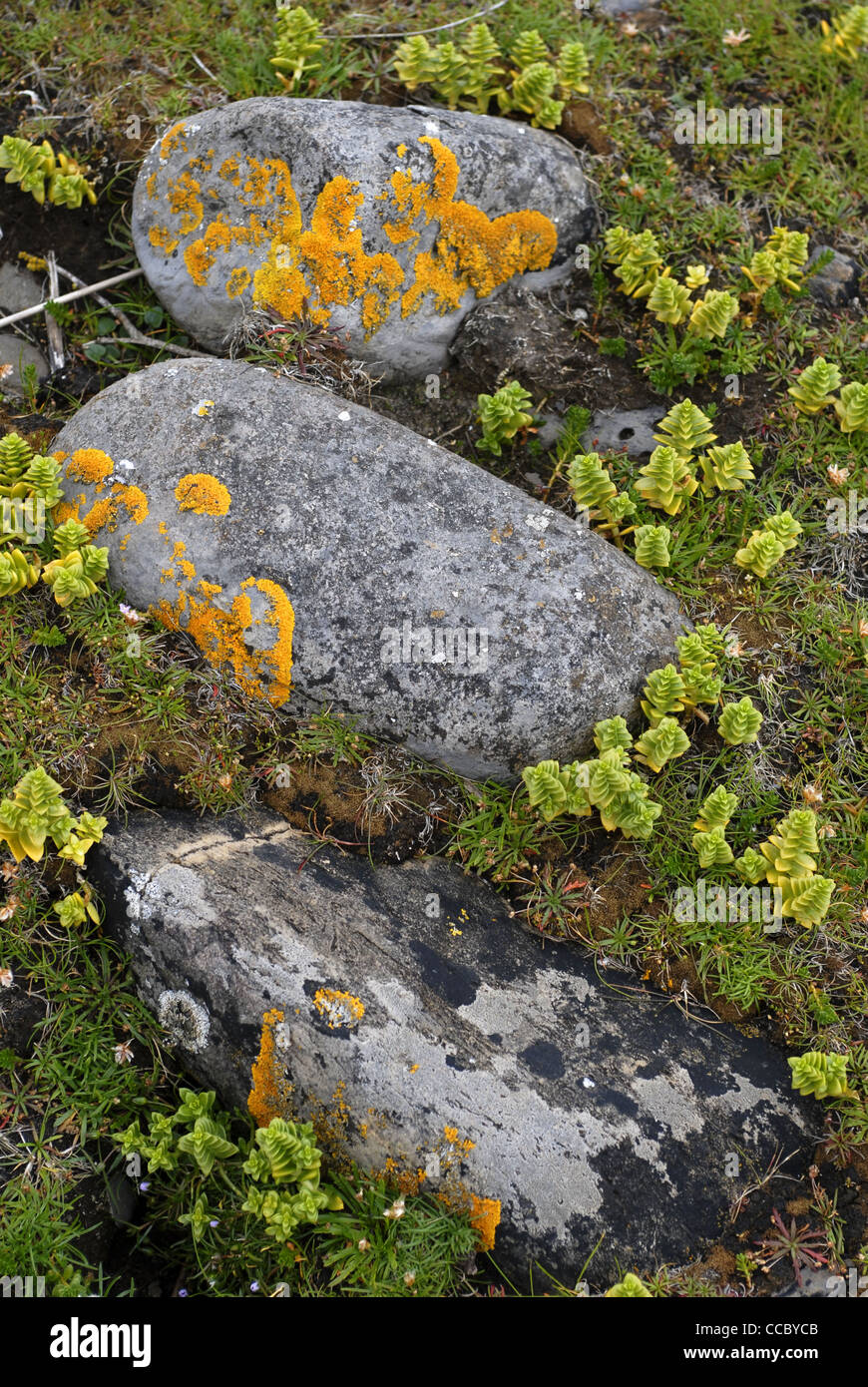 Stones in Streedagh Beach, County Sligo, Border Region, Connacht ...