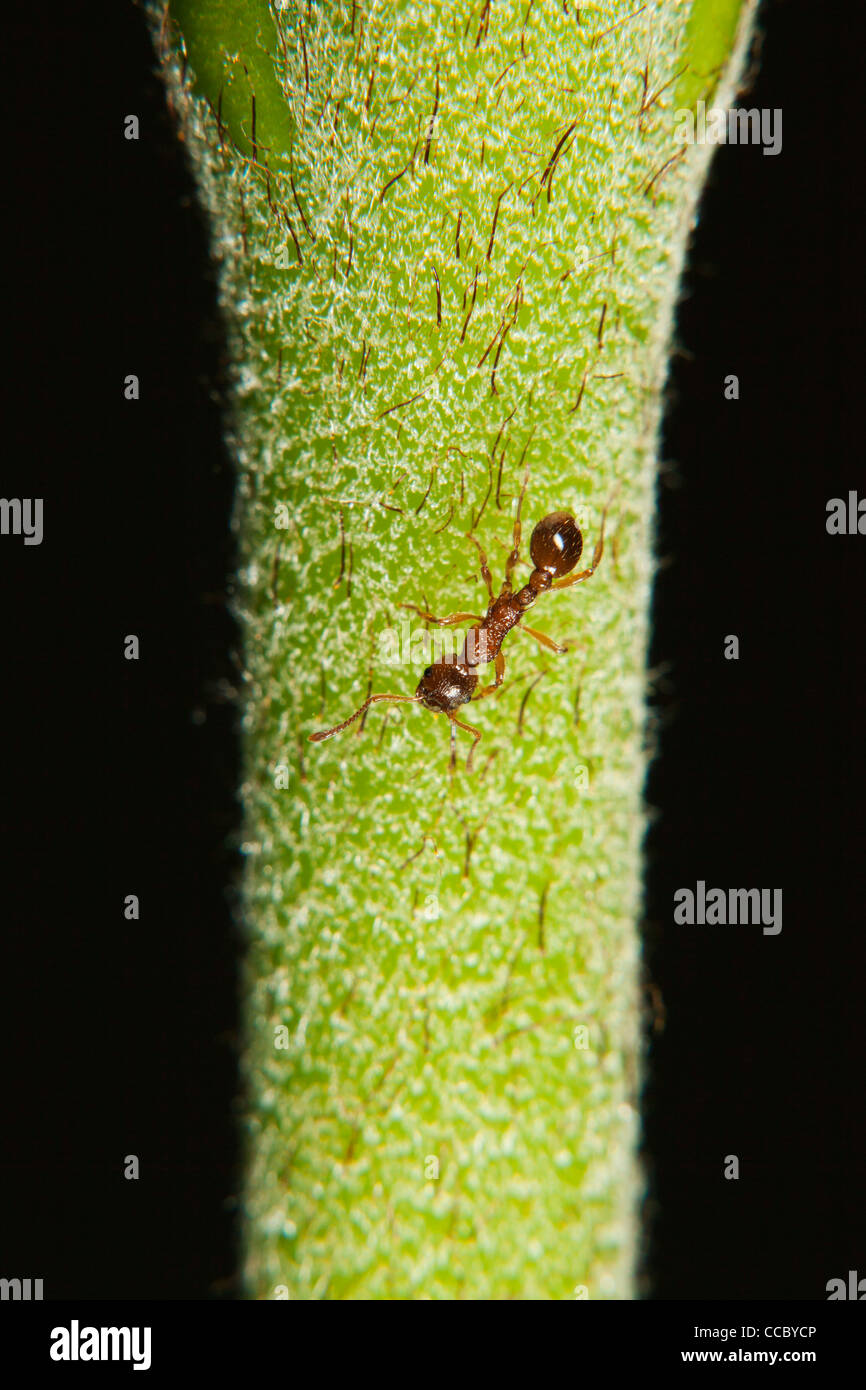 Fire ant (Myrmica) ant on stem Stock Photo - Alamy