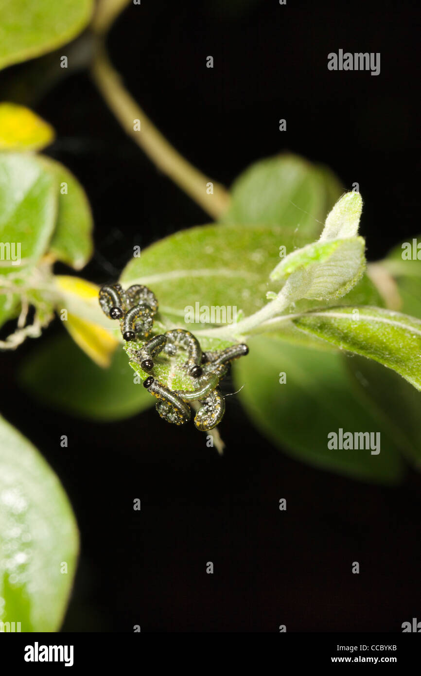 Sawfly (Symphyta) larva Stock Photo - Alamy