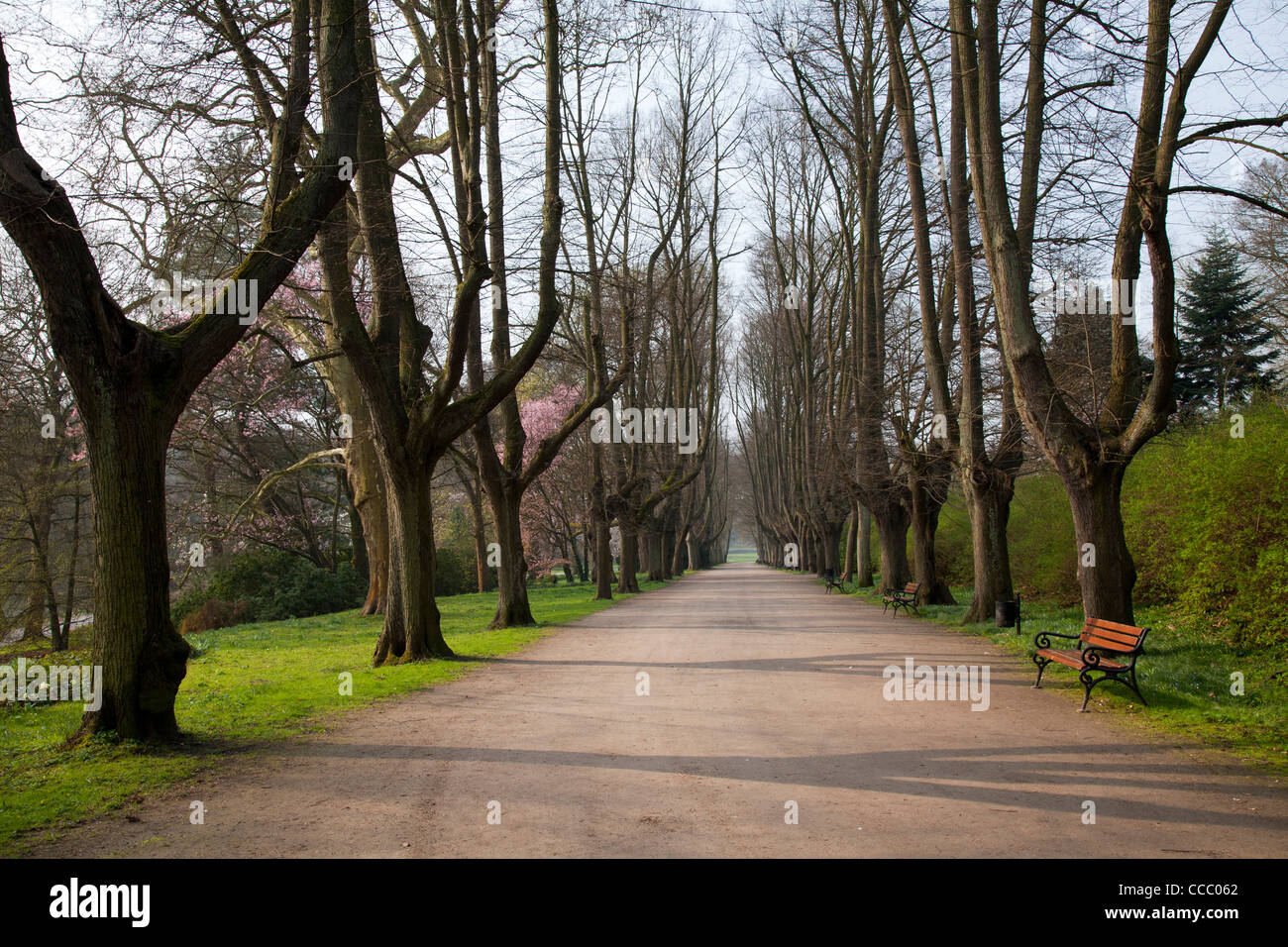 Rombergpark botanical garden hi-res stock photography and images - Alamy