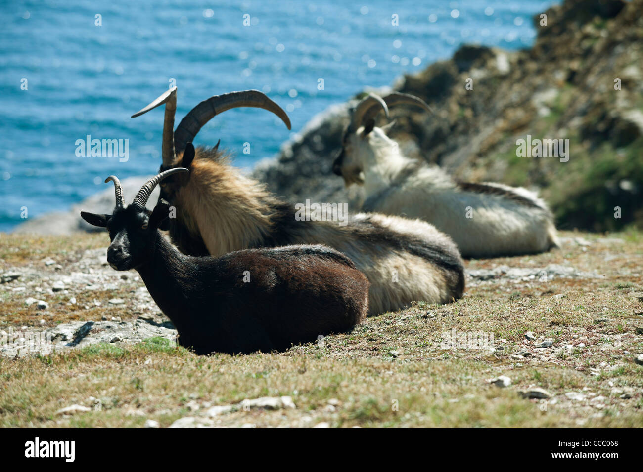 Goats resting at water's edge, Belle-Ile-en-Mer, Morbihan, Brittany ...
