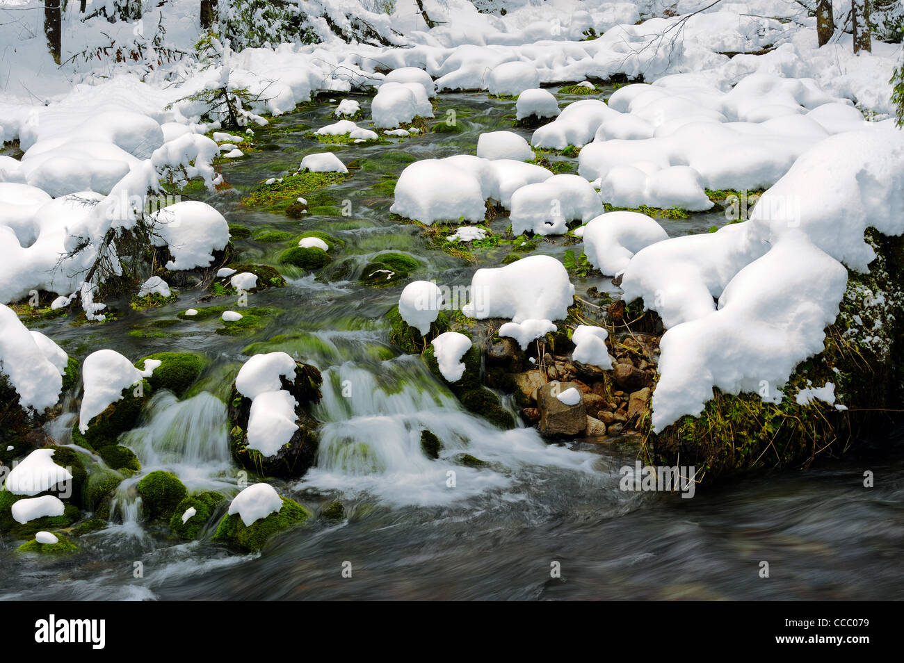 Moss snow winter hi-res stock photography and images - Alamy