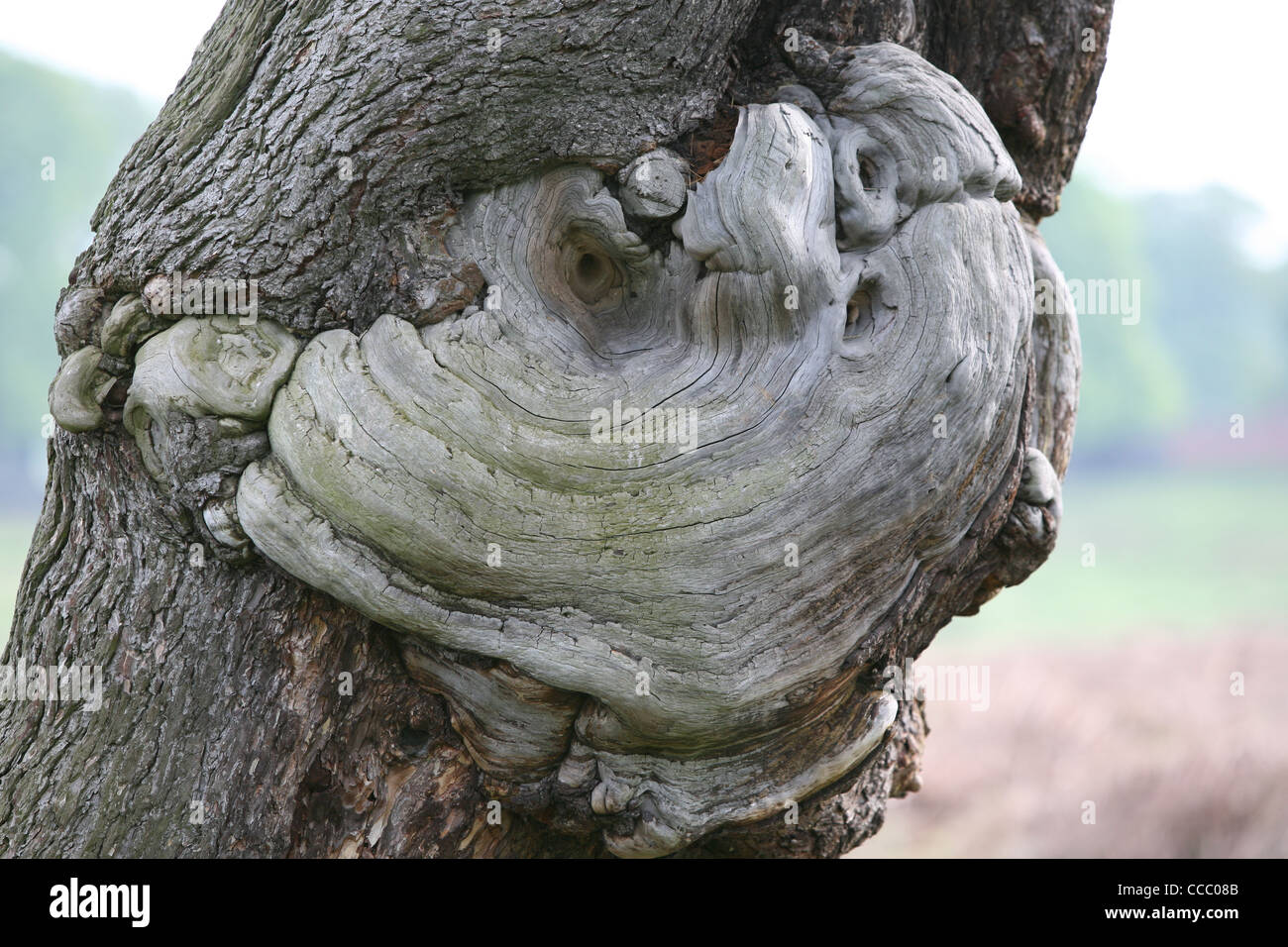 Growth of a tree hi-res stock photography and images - Alamy