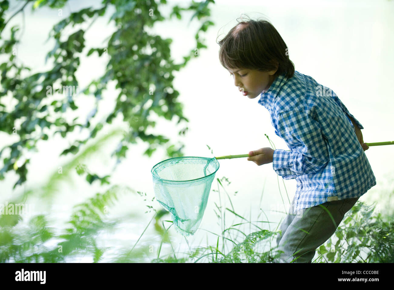 Boy catching tadpoles at water's edge Stock Photo - Alamy
