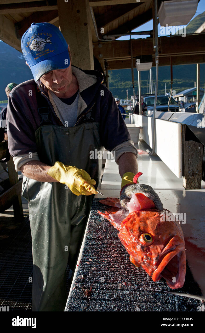 Alaska fisherman cleaning fish working hi-res stock photography and ...