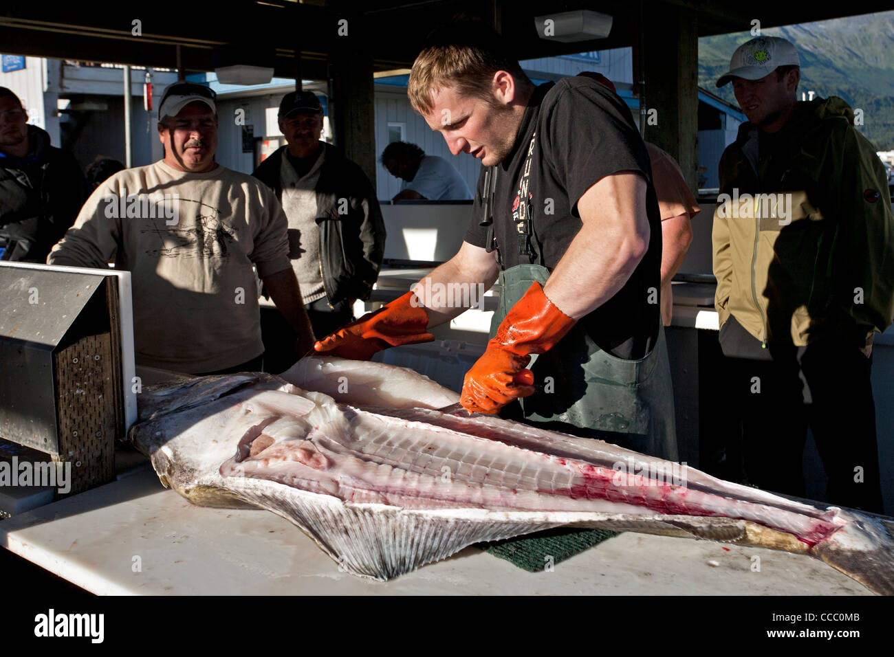 Halibut fish hi-res stock photography and images - Alamy