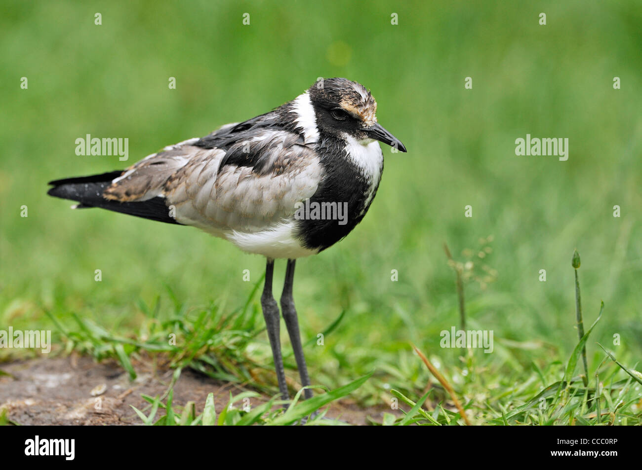 Juvenile Blacksmith Lapwing / Blacksmith Plover (Vanellus armatus) in ...