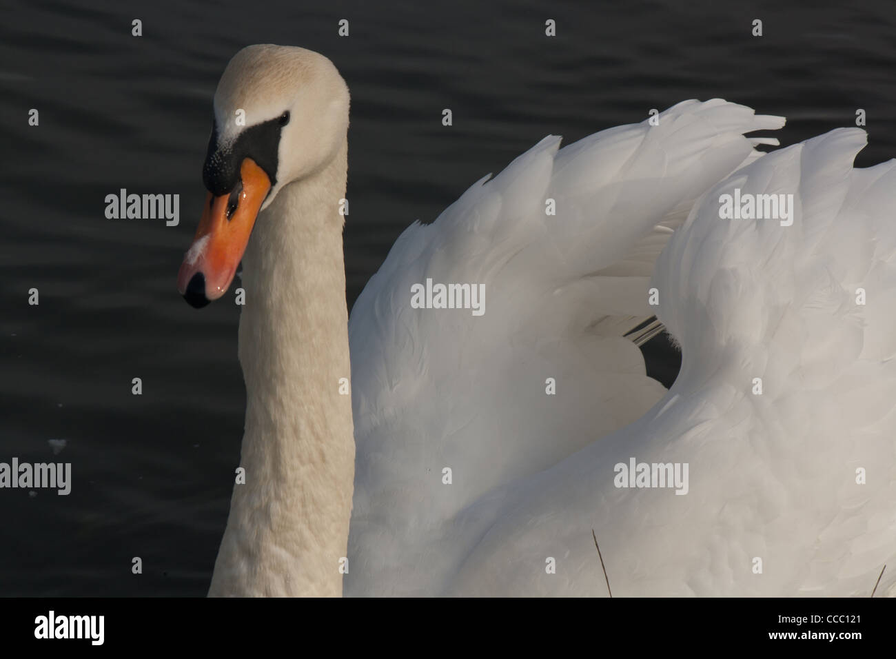 Posing swan looking elegant Stock Photo - Alamy
