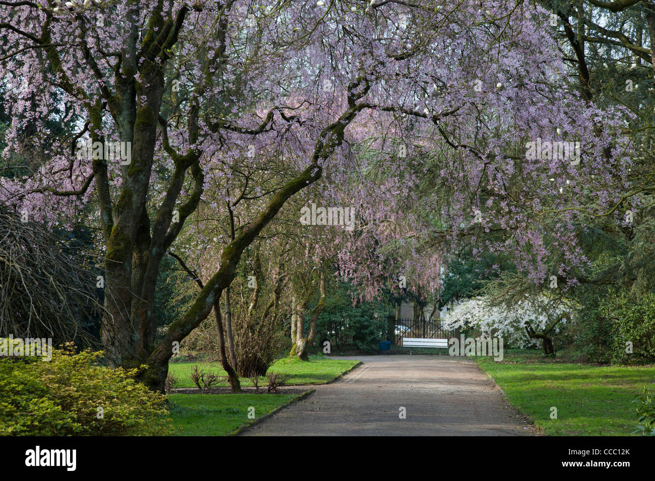 Rombergpark botanical garden hi-res stock photography and images - Alamy