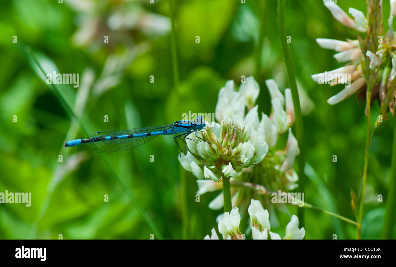 Blue May Fly feeding on flower head. Nice blurred background Stock ...