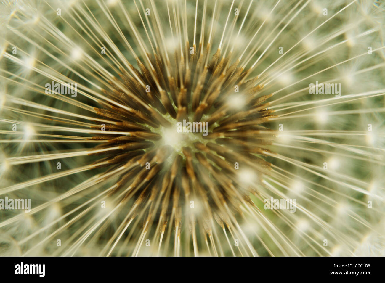 Dandelion seedhead extreme close hi-res stock photography and images ...