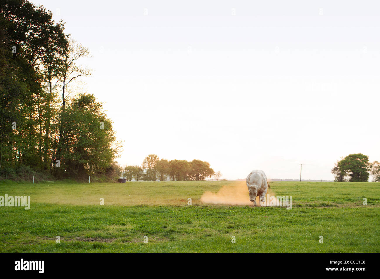 Cow scratching scratch hi-res stock photography and images - Alamy