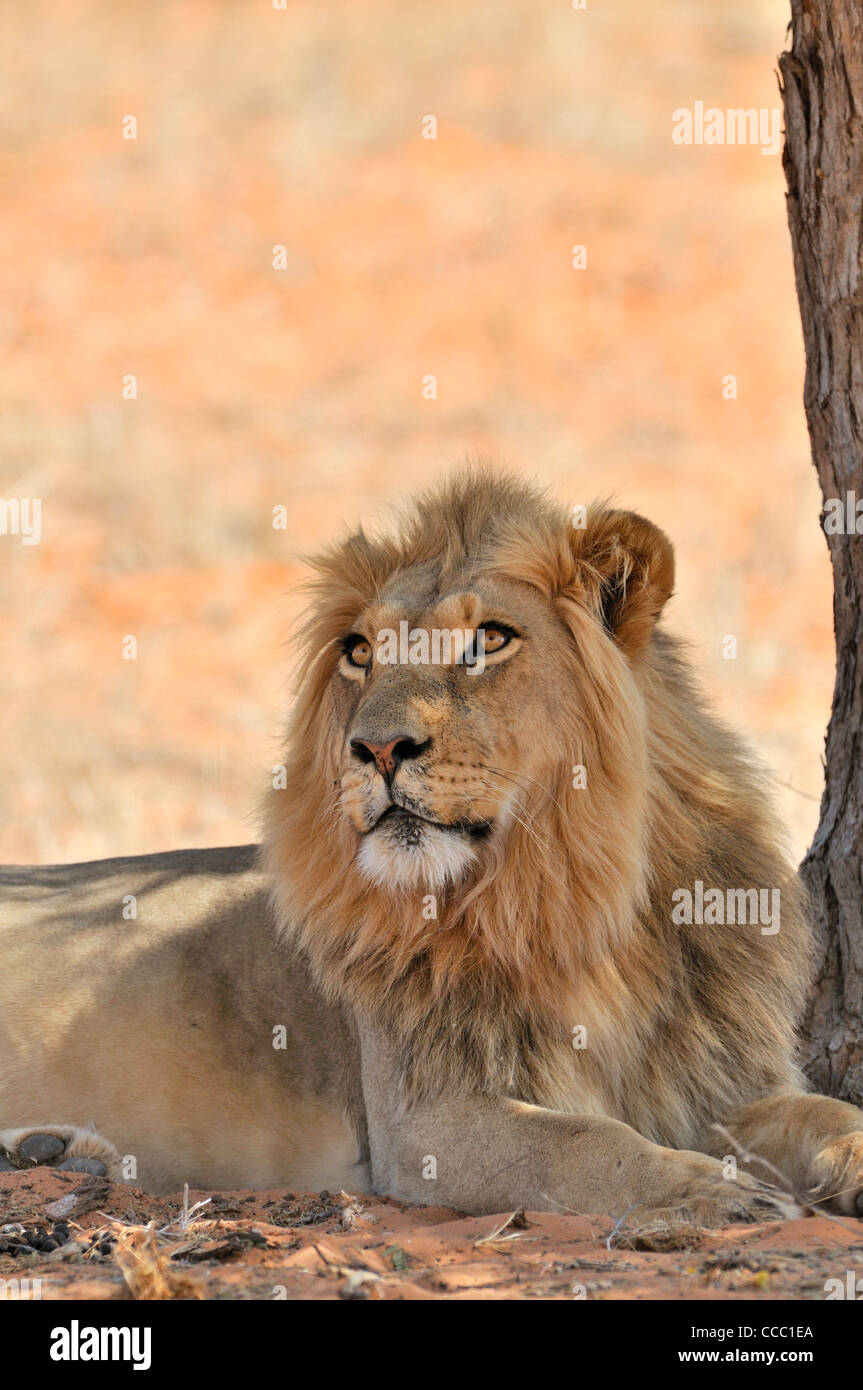 Tree shade animal hi-res stock photography and images - Alamy