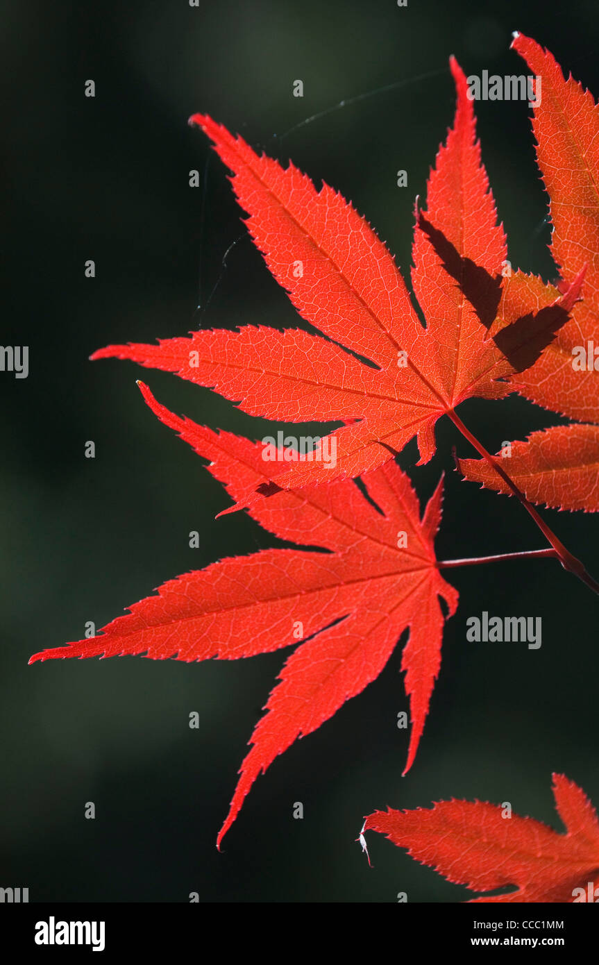 Red vein maple hi-res stock photography and images - Alamy