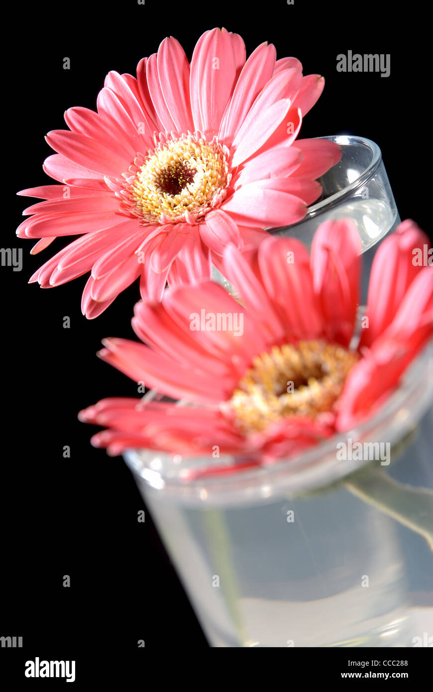 Crisan flower in a glass Stock Photo - Alamy