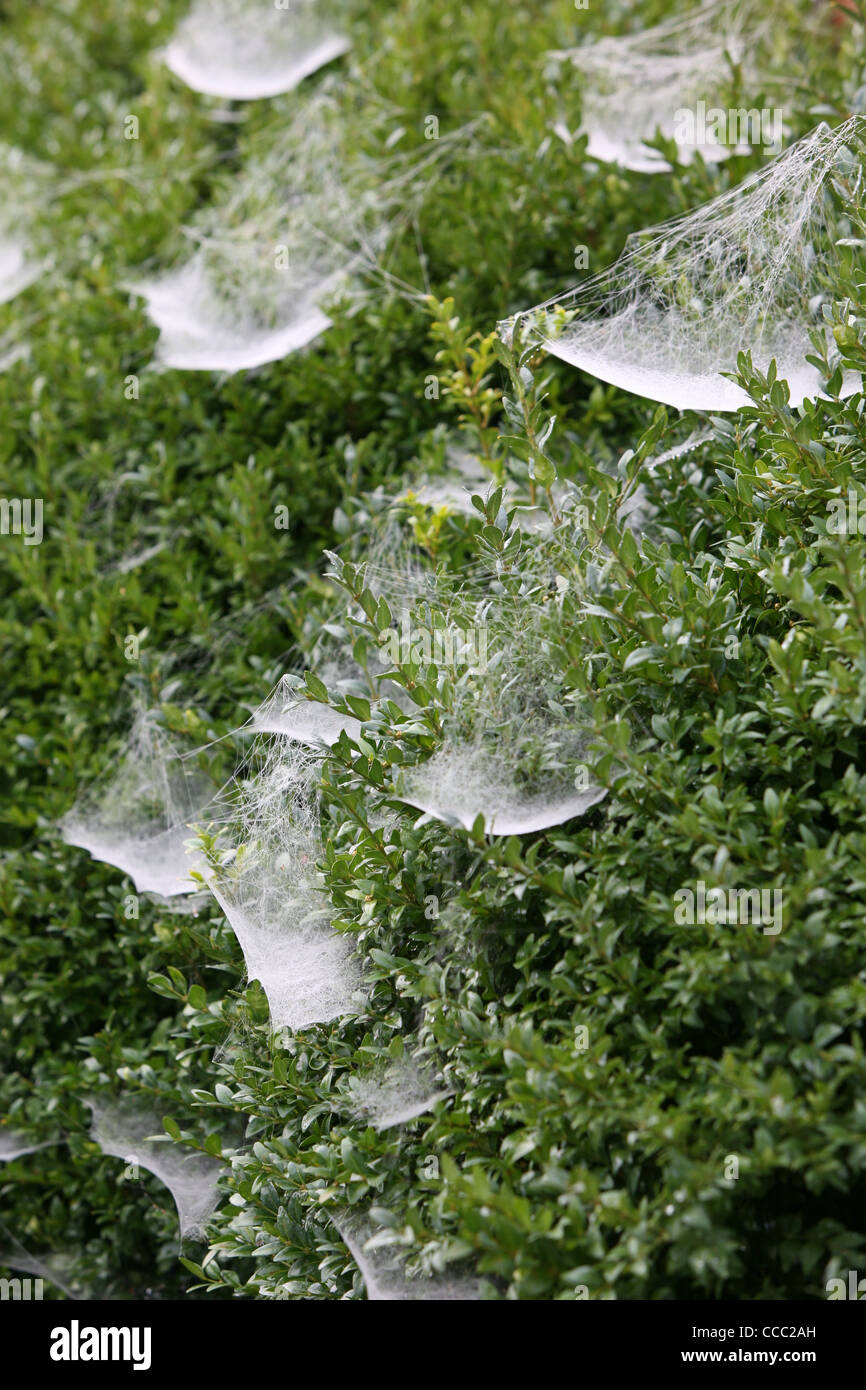 Spider webs in garden hi-res stock photography and images - Alamy
