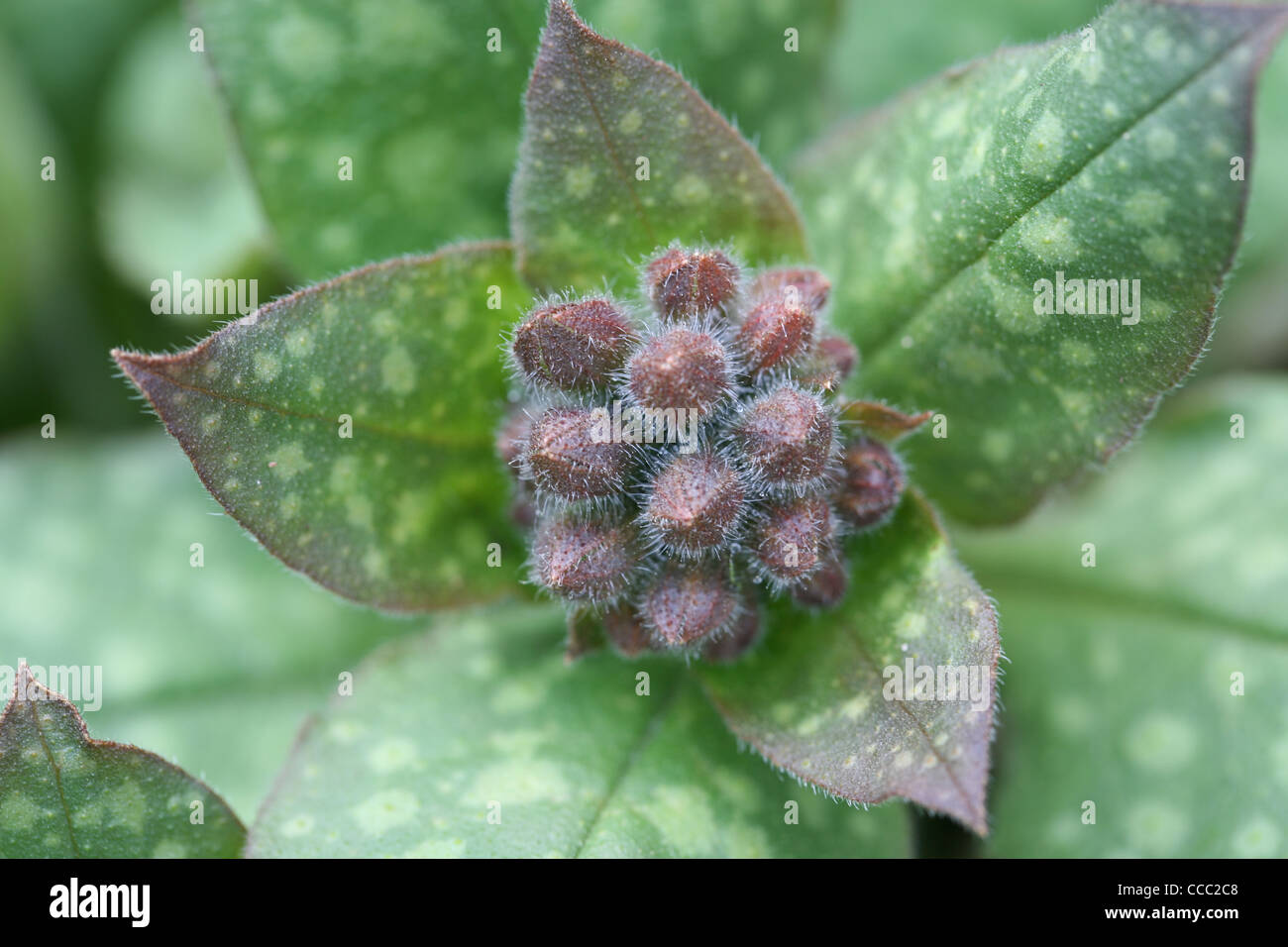 pulmonaria flower buds in spring Stock Photo - Alamy
