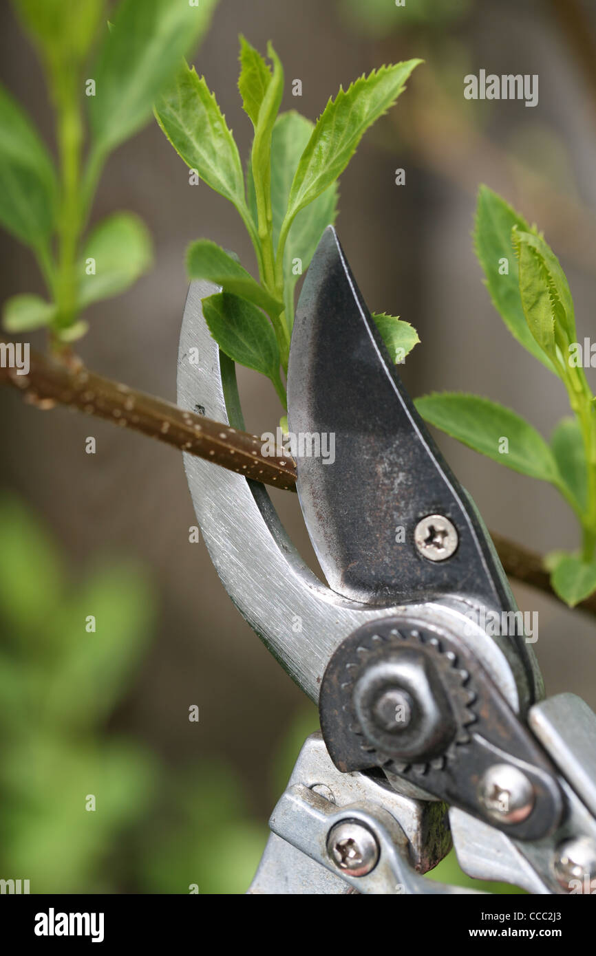 pruning a shrub in spring Stock Photo - Alamy