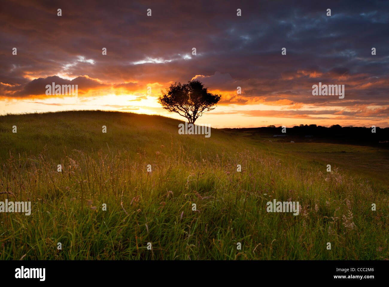 Sunset trees fields silhouette hi-res stock photography and images - Alamy
