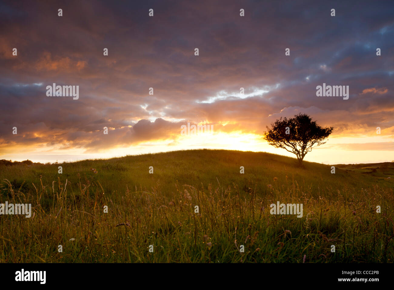 Sunset trees fields silhouette hi-res stock photography and images - Alamy