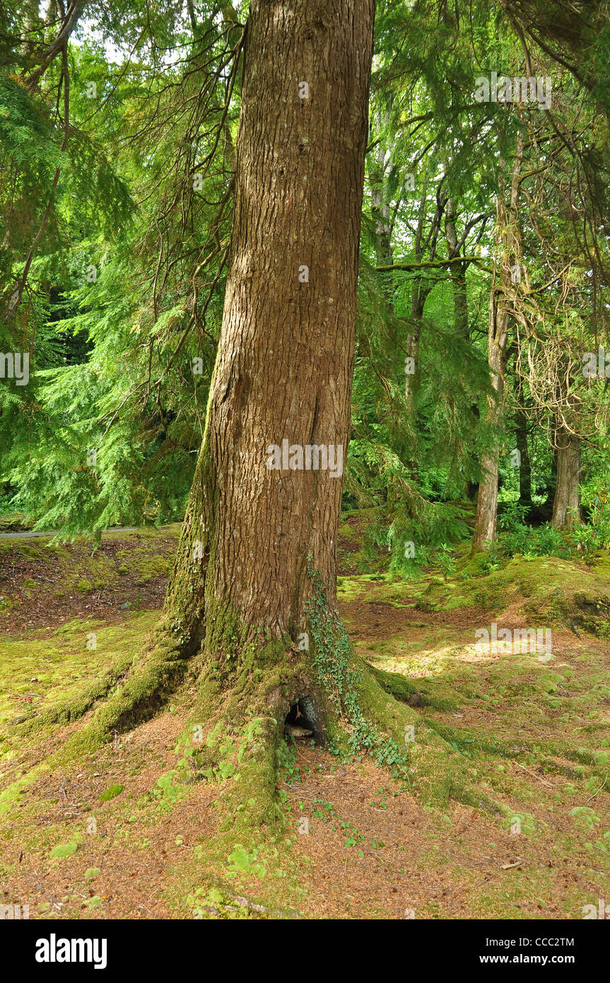 Woods in Kerry,Ireland Stock Photo - Alamy
