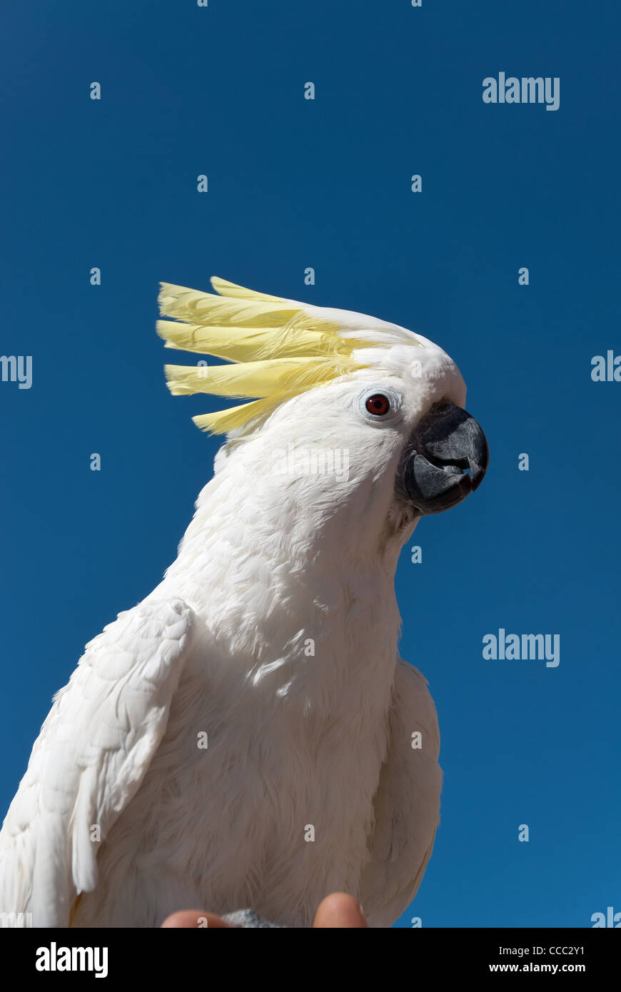 closeup of a white cockatoo parrot Stock Photo - Alamy