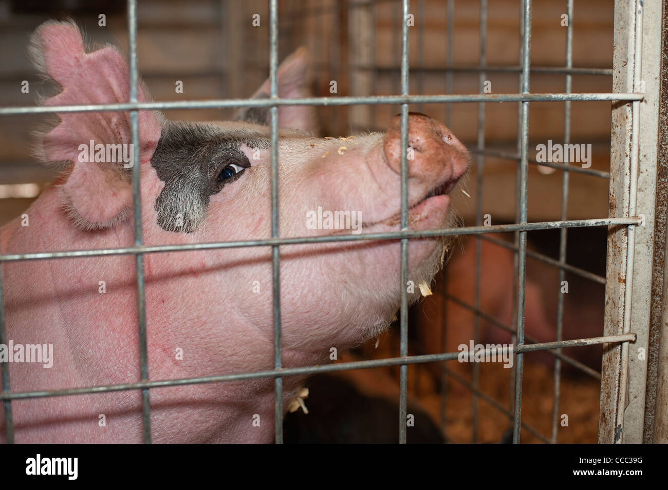 Closeup of domestic pig in corral Stock Photo - Alamy
