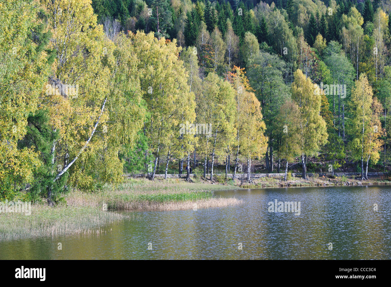 Fall colors in norway hi-res stock photography and images - Alamy