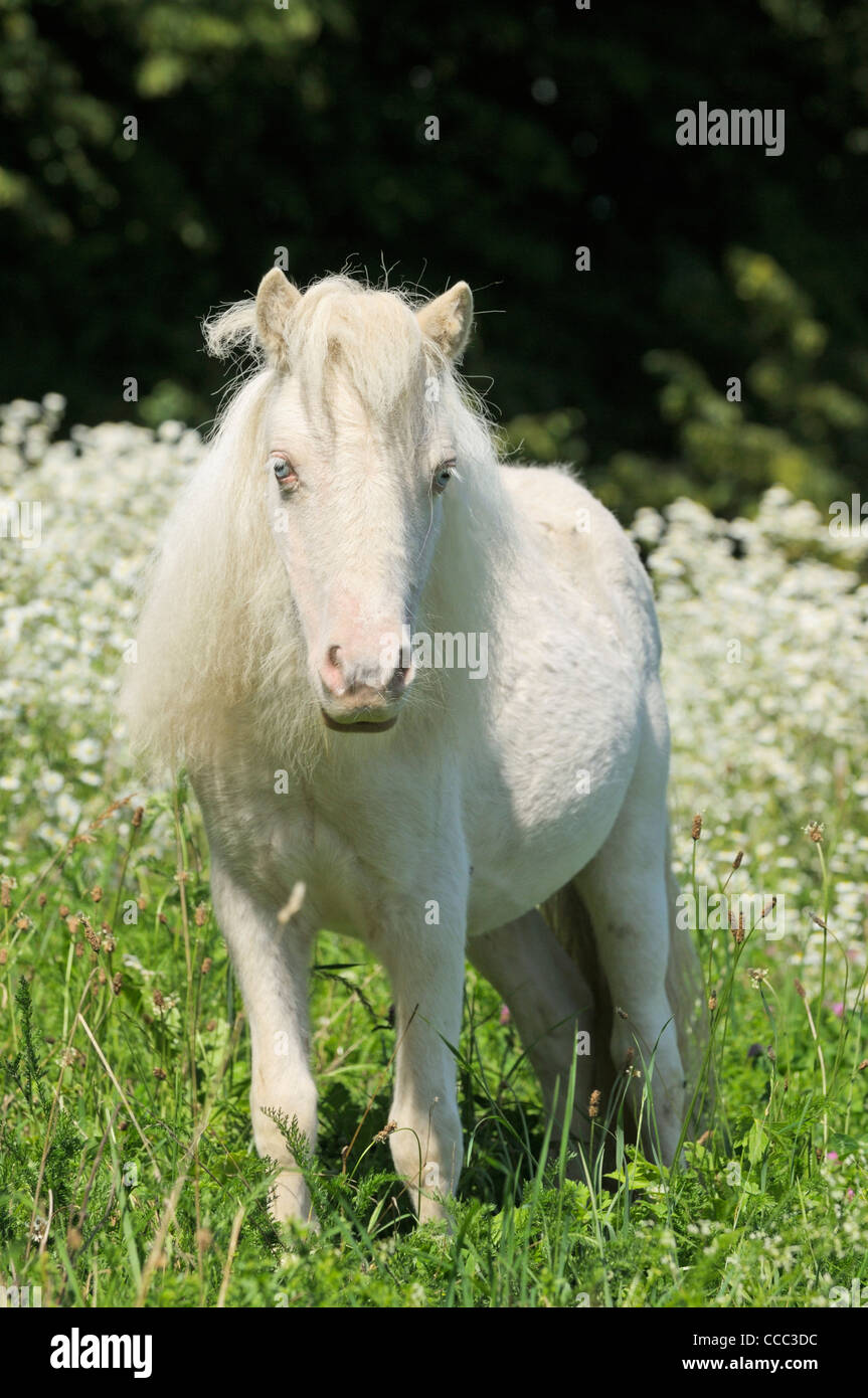 Grey shetland pony hi-res stock photography and images - Alamy