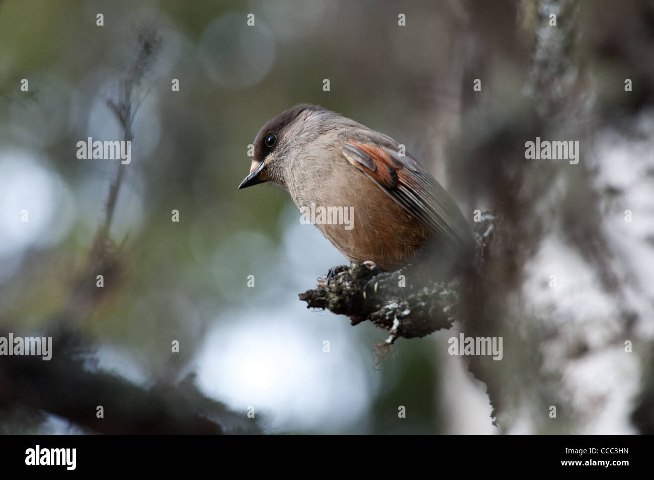 Siberian Jay (Perisoreus infaustus) sitting on a branch, Hemsedal ...