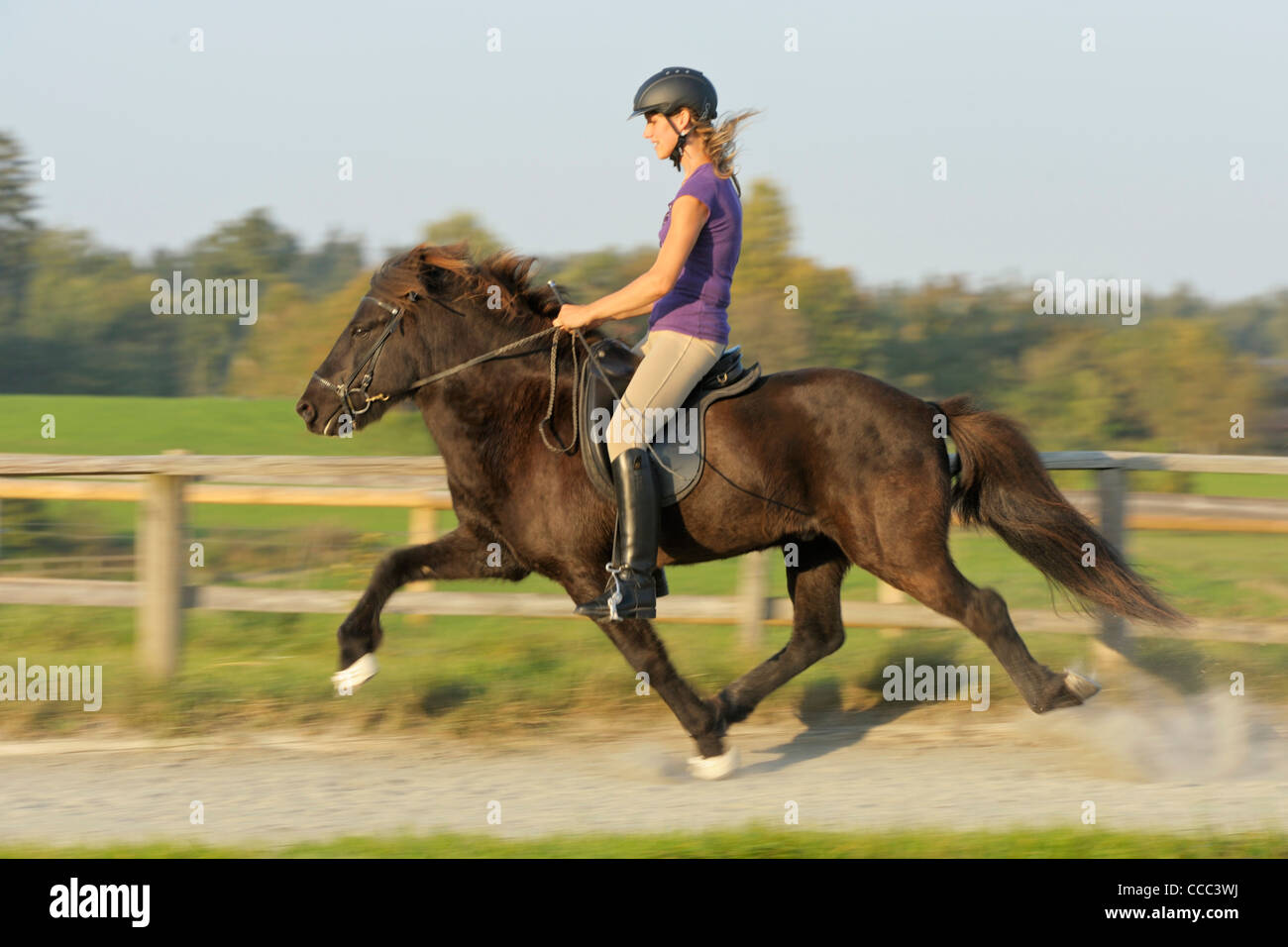 Young rider on back of an Icelandic horse riding flying pace Stock ...