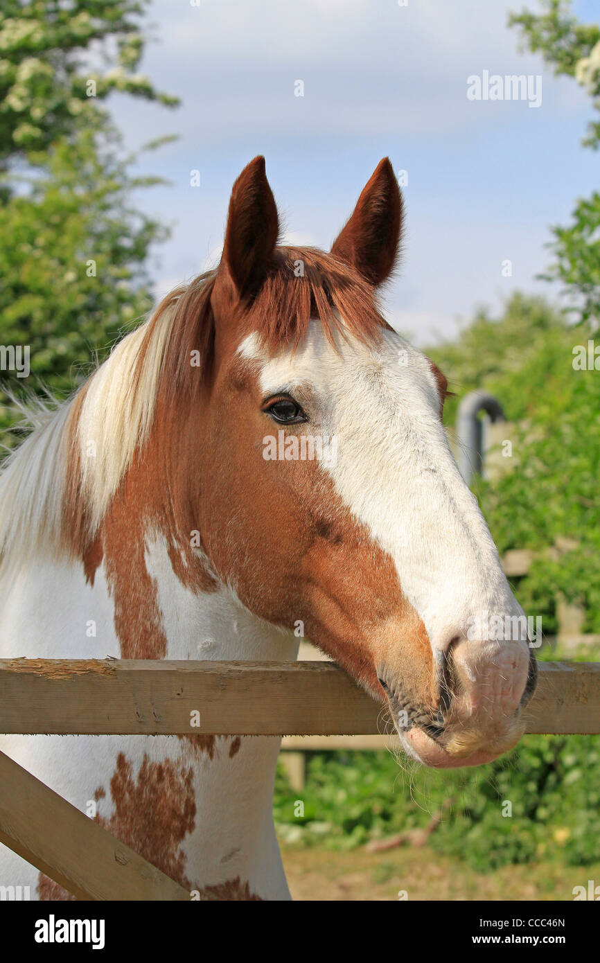 a horse gazes longingly over the gate Stock Photo - Alamy