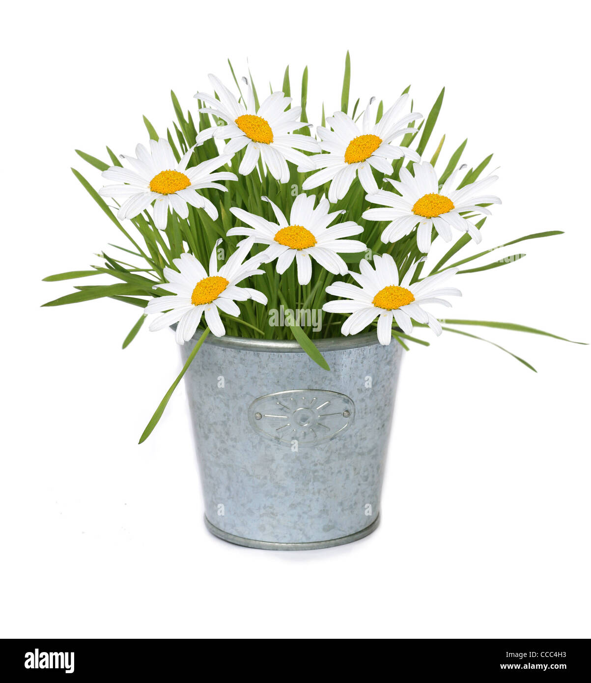 daisy in silver pot Stock Photo - Alamy