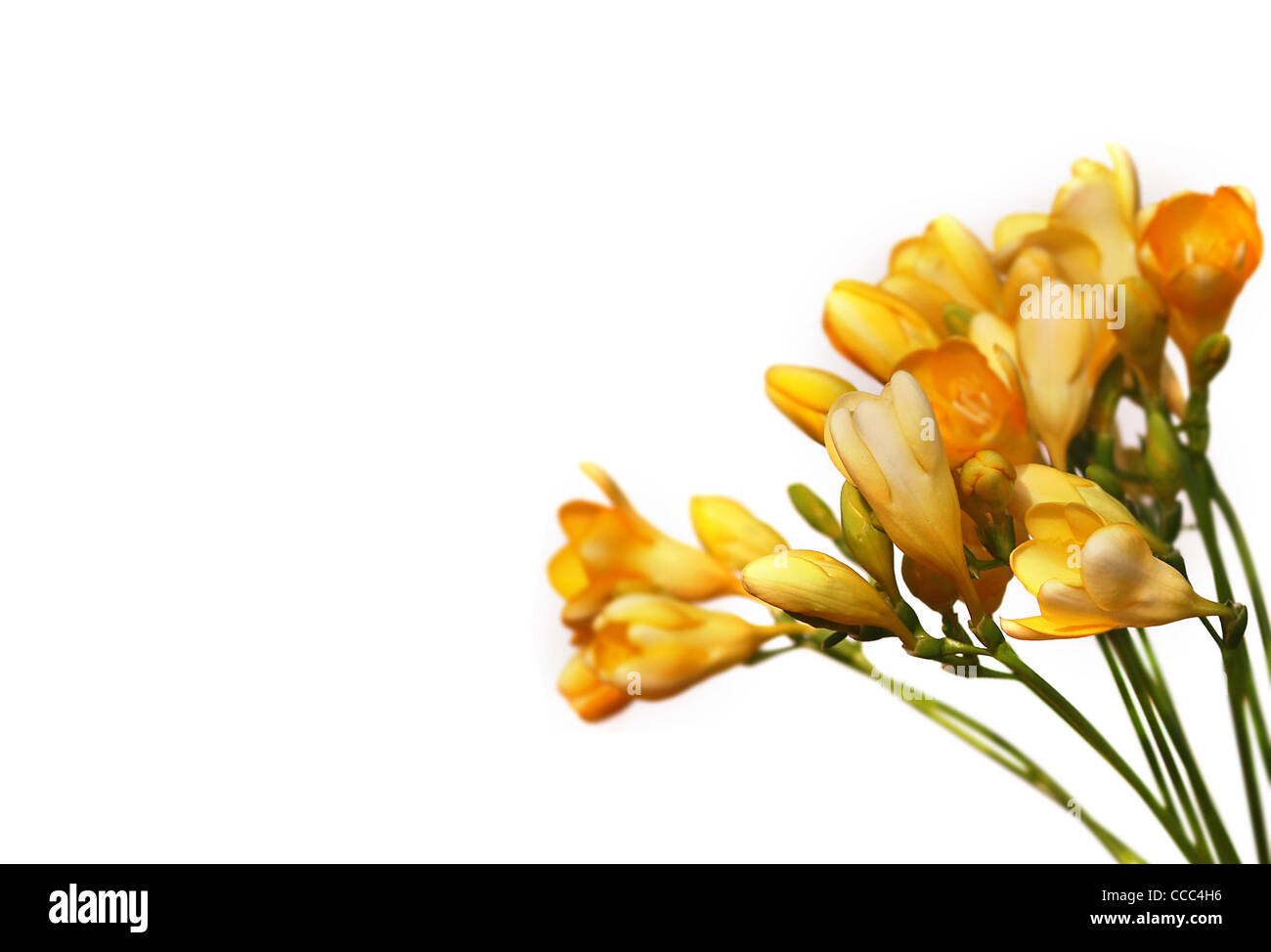 yellow freesia flowers isolated on white background Stock Photo - Alamy