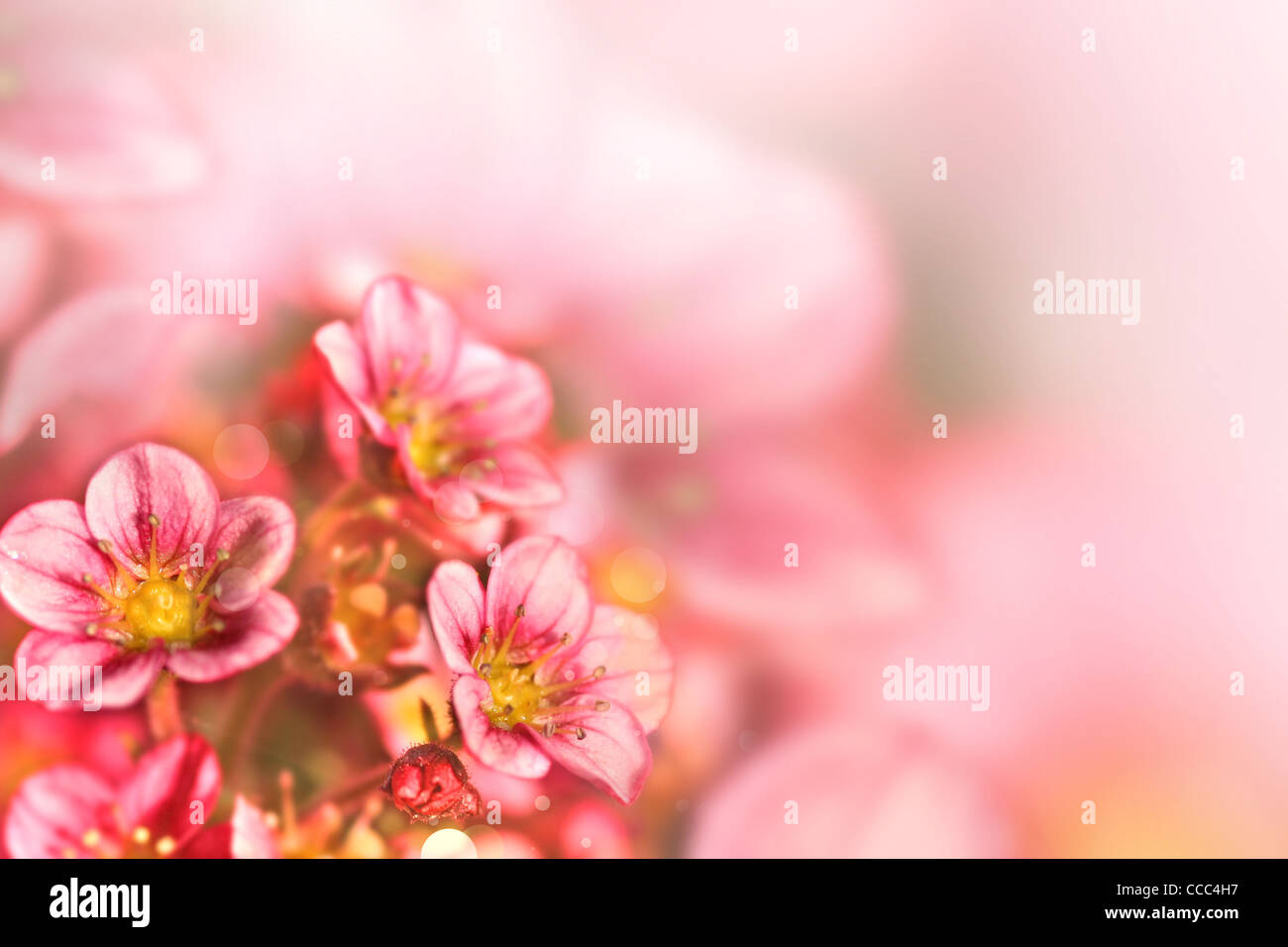 Nice filters hi-res stock photography and images - Alamy