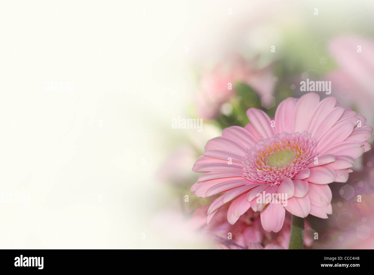 beautiful pink flowers made with color filters Stock Photo - Alamy