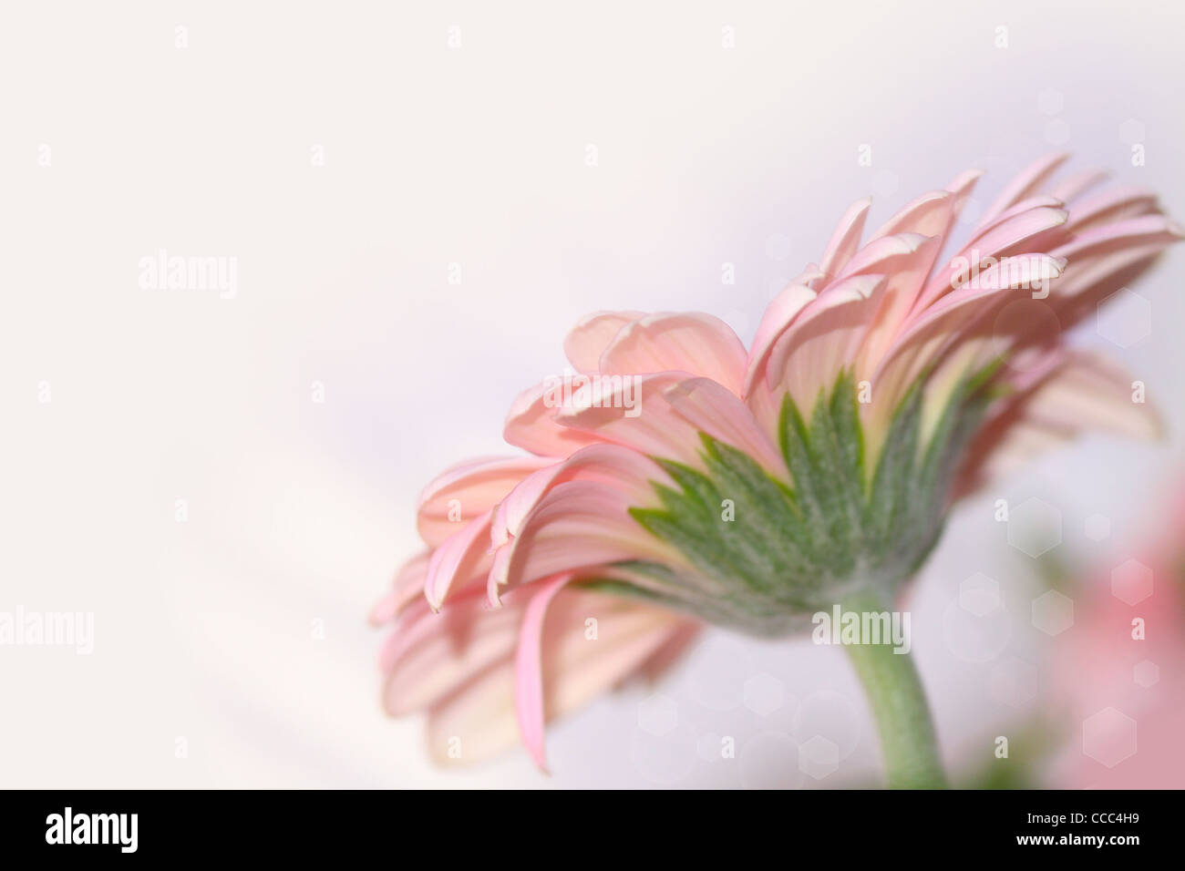 beautiful pink flowers made with color filters Stock Photo - Alamy