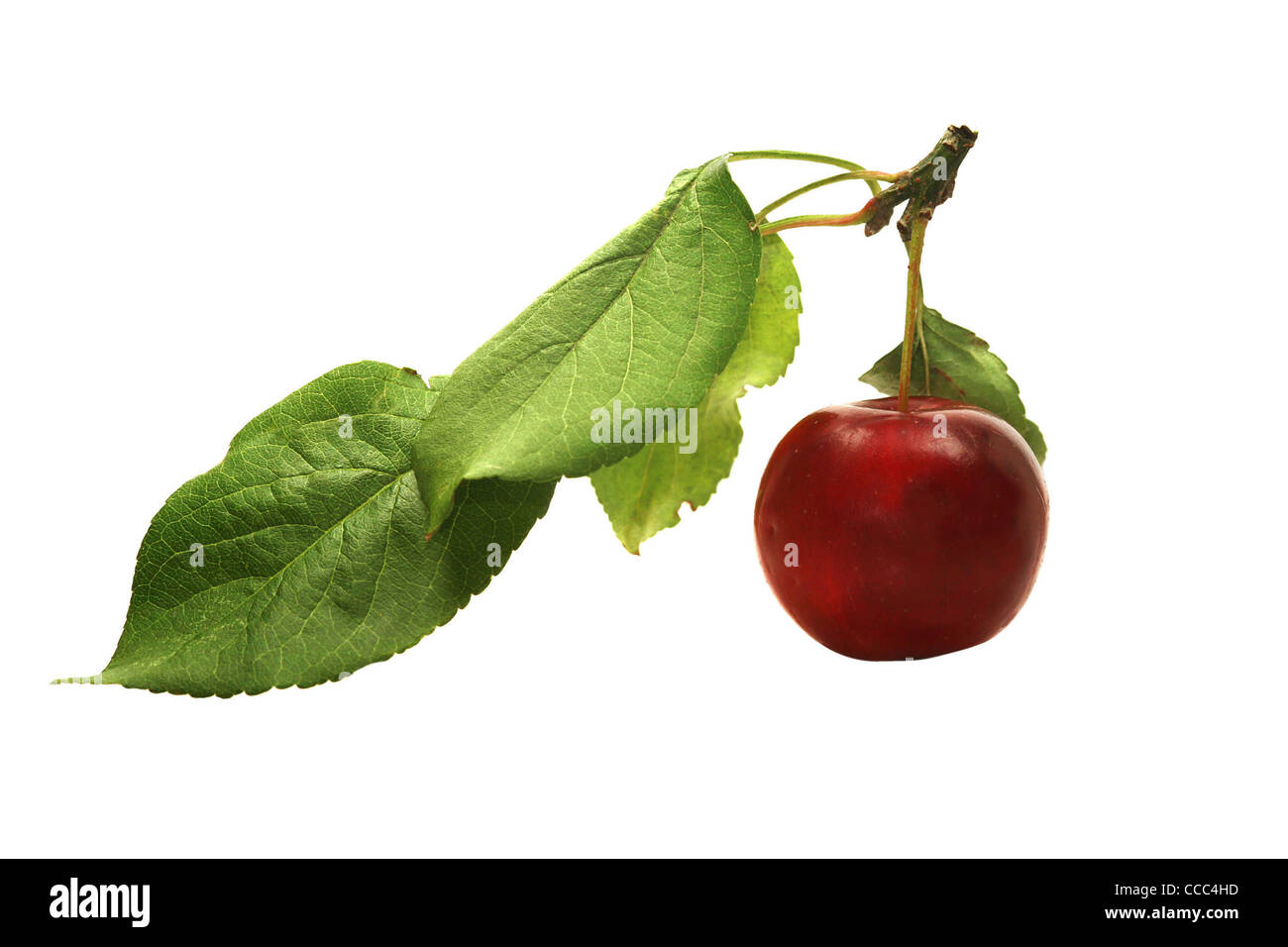 Chinese cherry apple with green leaves, isolated on white background ...
