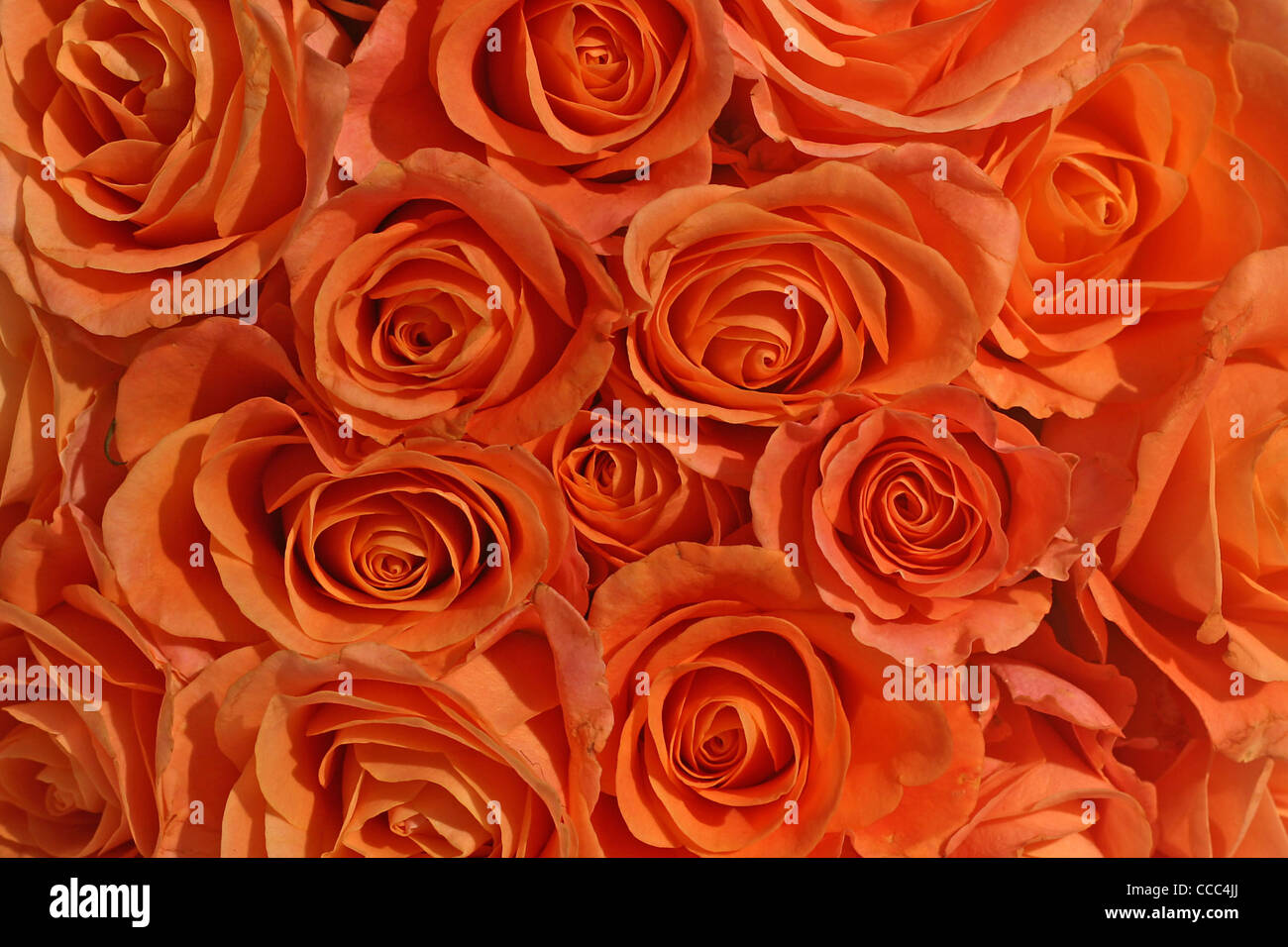 bunch of orange roses Stock Photo - Alamy