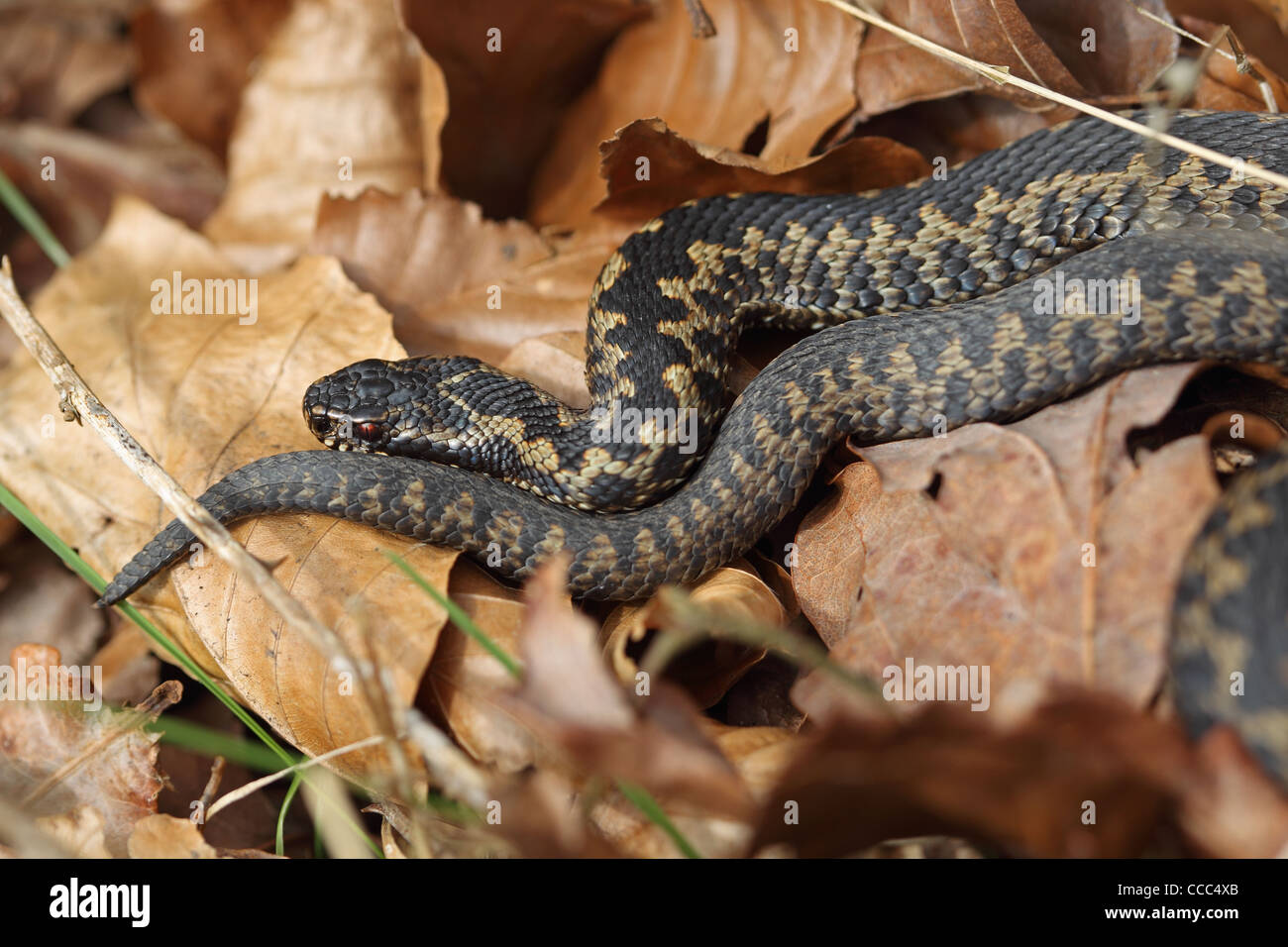 Adder Dance High Resolution Stock Photography and Images - Alamy