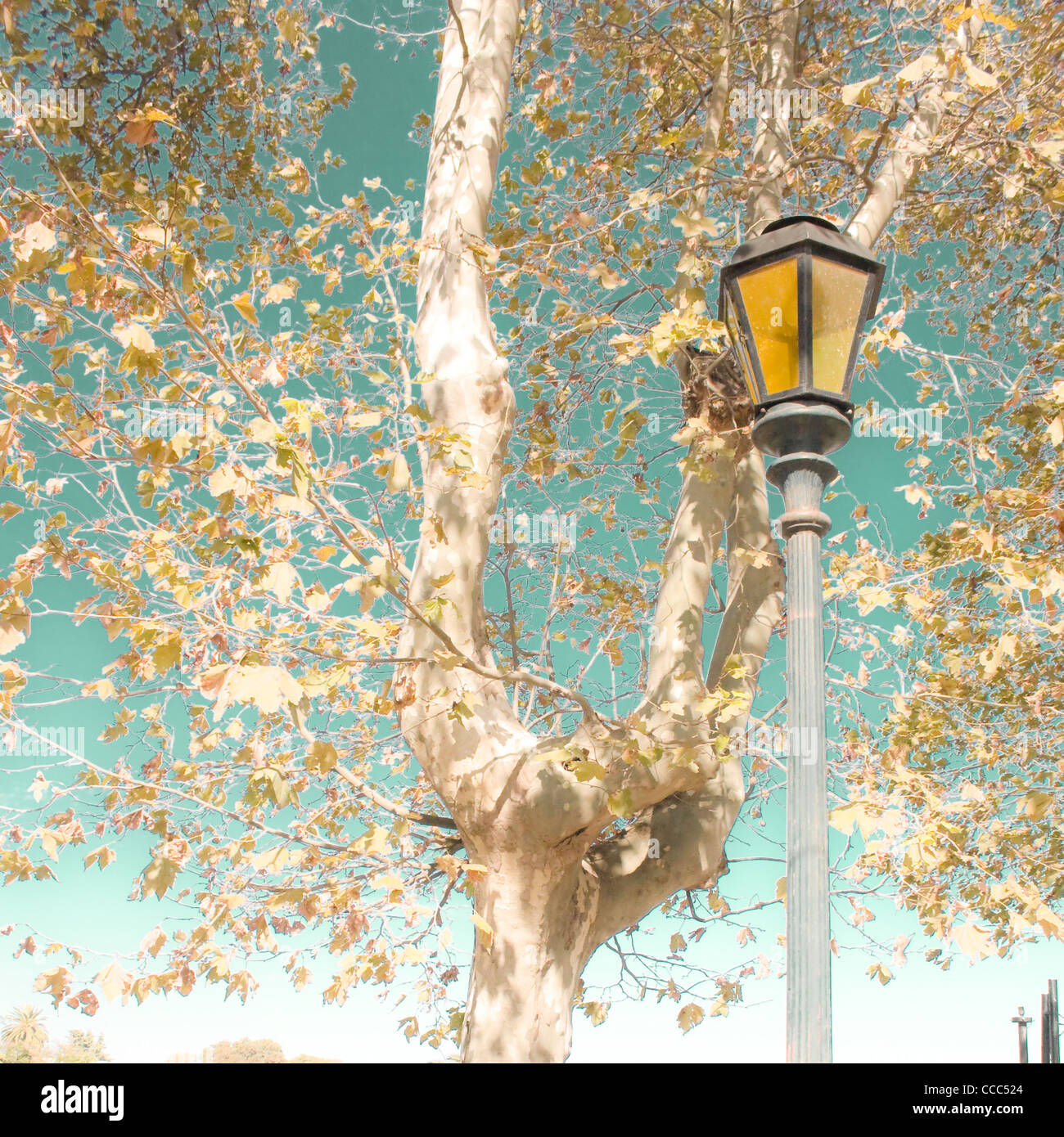 Street light And Autumn Tree Stock Photo - Alamy