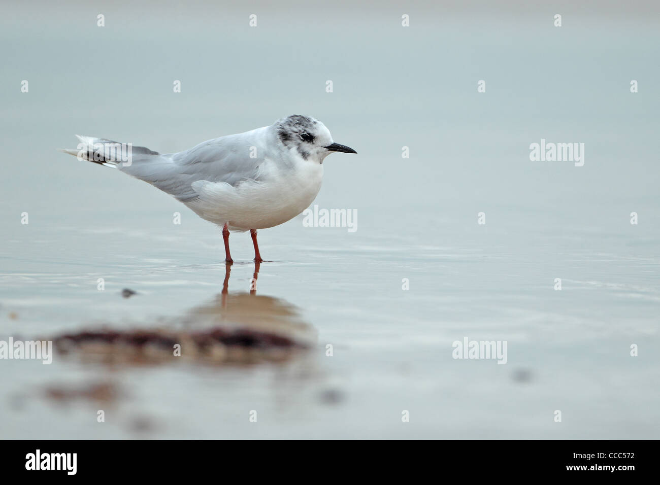 Little gull august hi-res stock photography and images - Alamy