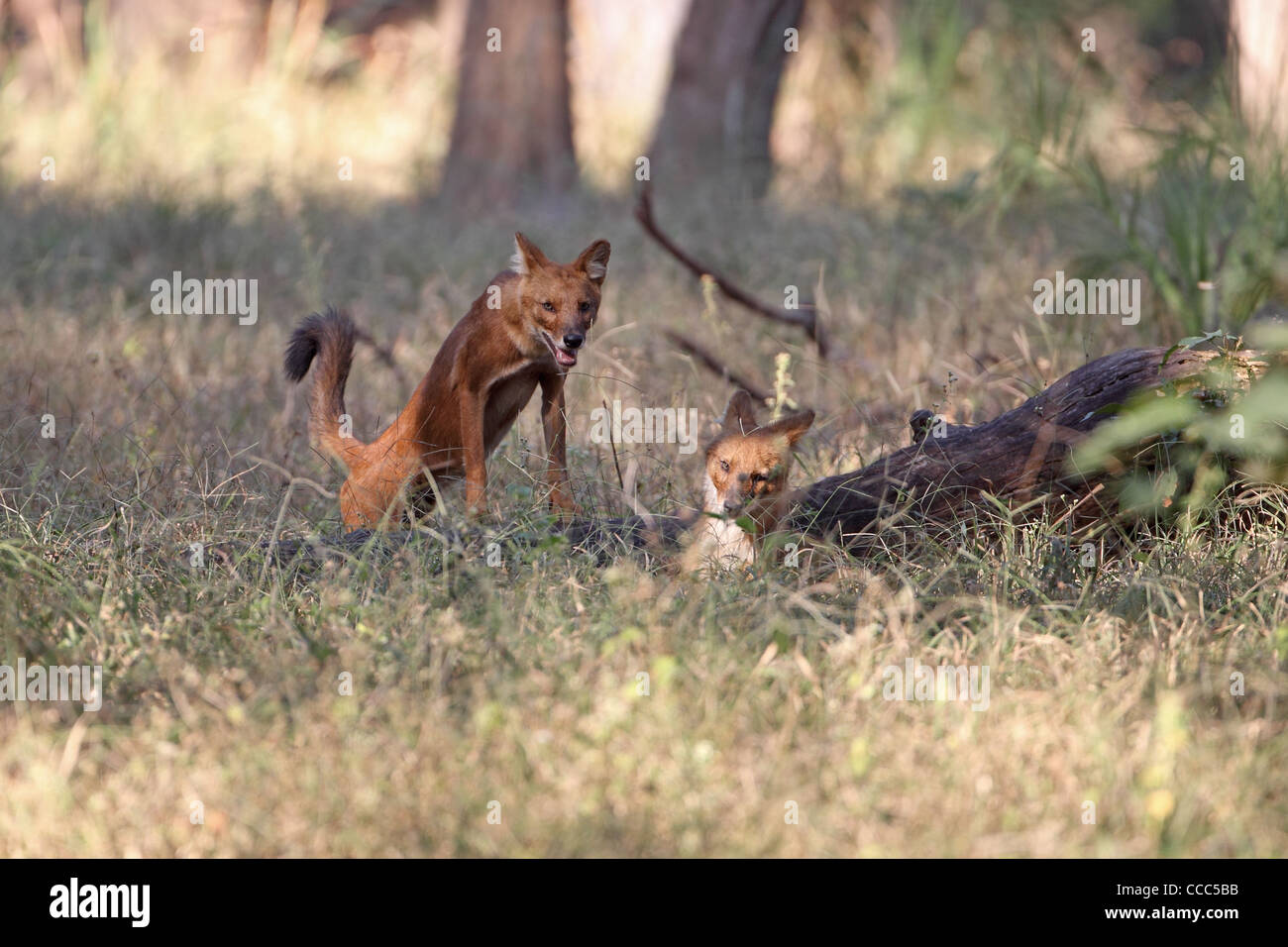 Cuon alpinus hi-res stock photography and images - Alamy