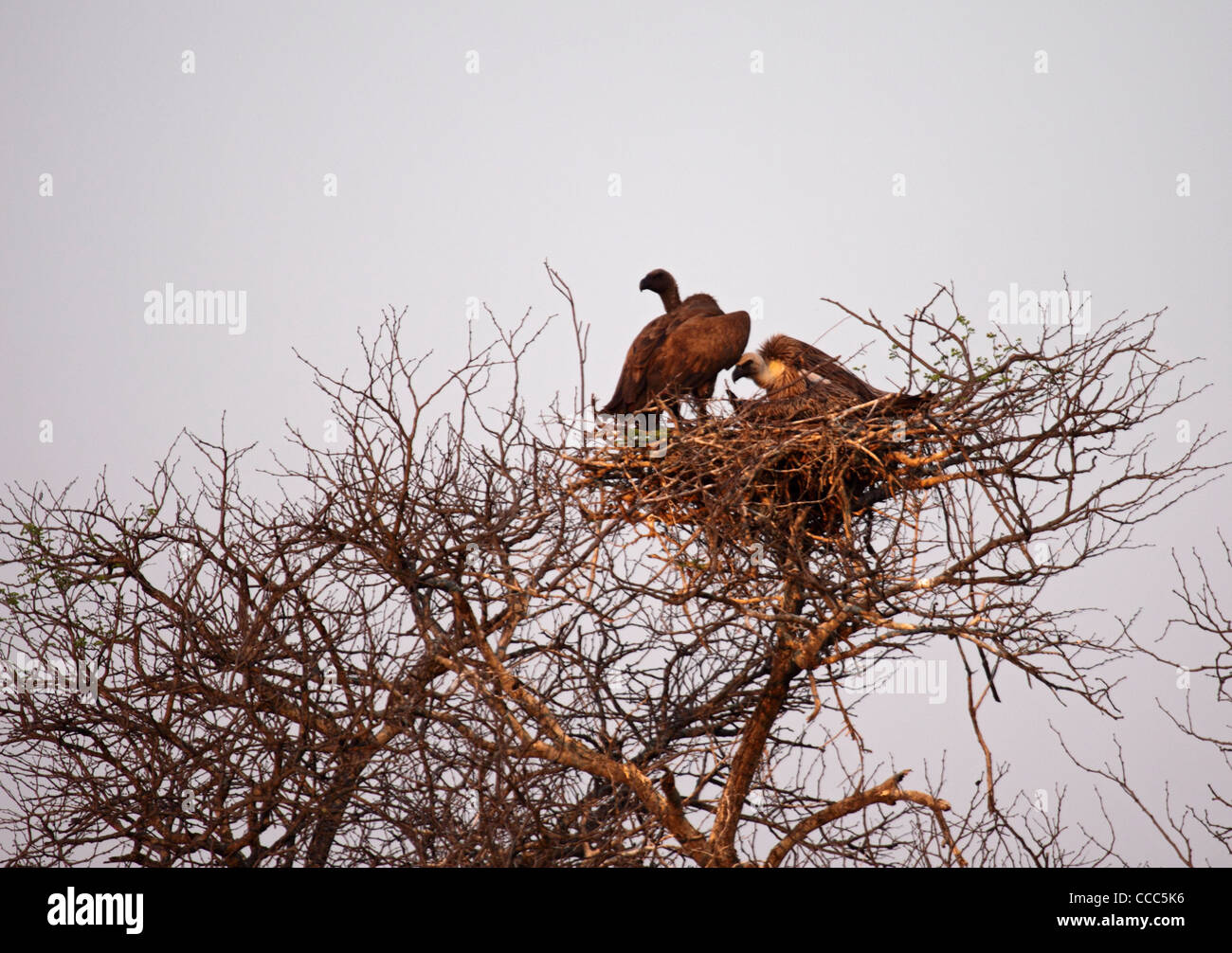Vulture nest hi-res stock photography and images - Alamy