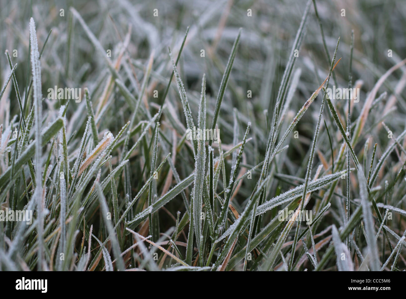 Morning Frosty Grass Stock Photo - Alamy