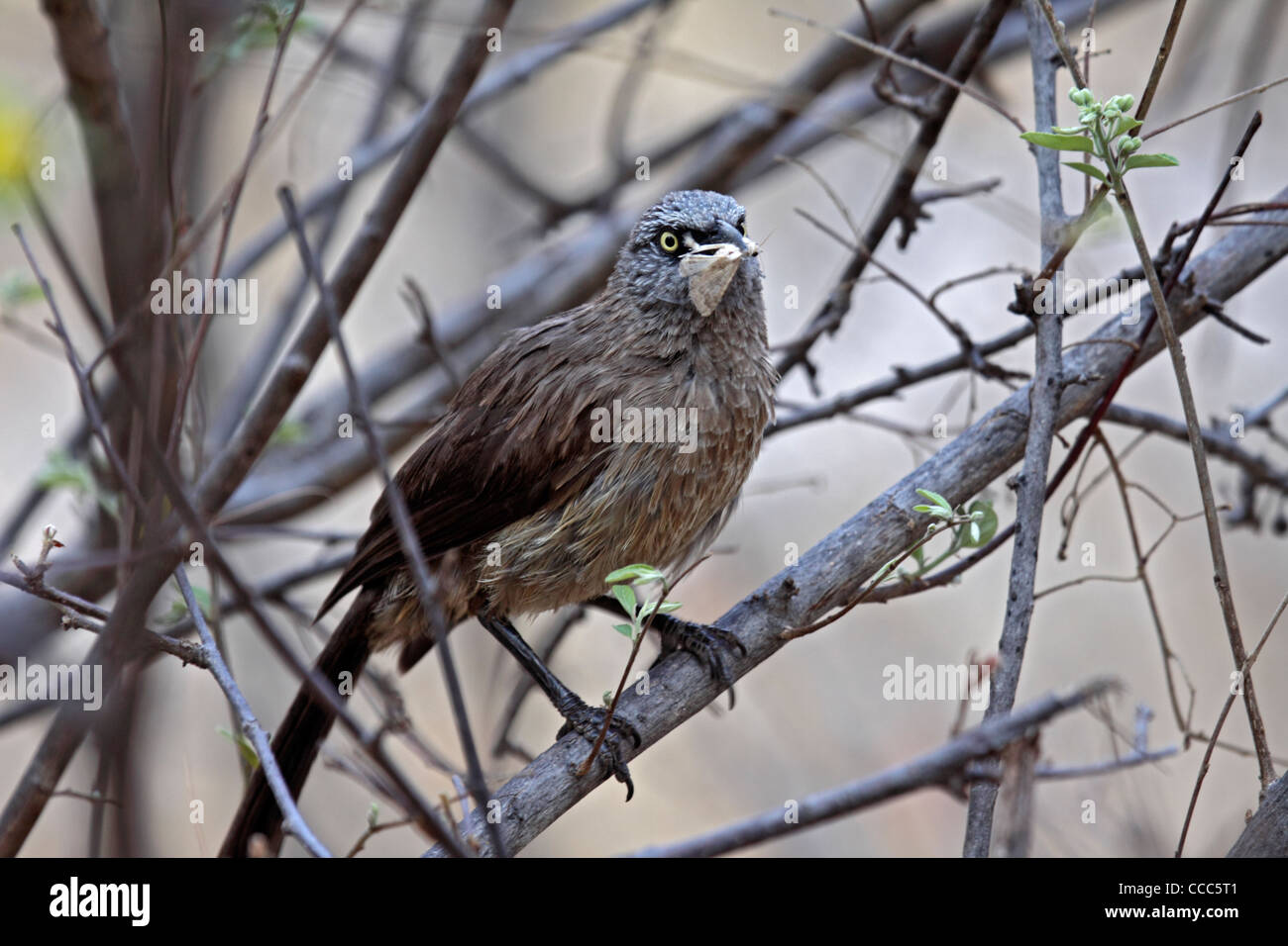 Moth in bill hi-res stock photography and images - Alamy