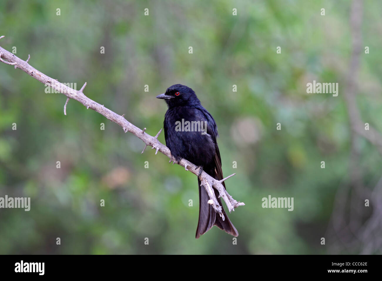 African drongos hi-res stock photography and images - Alamy